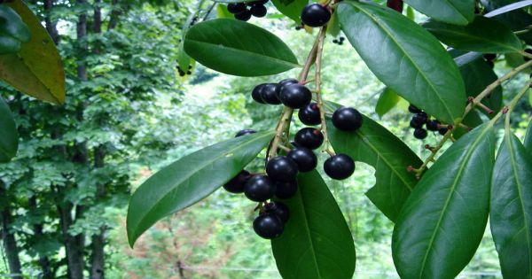 Karayemiş - Yemek.com