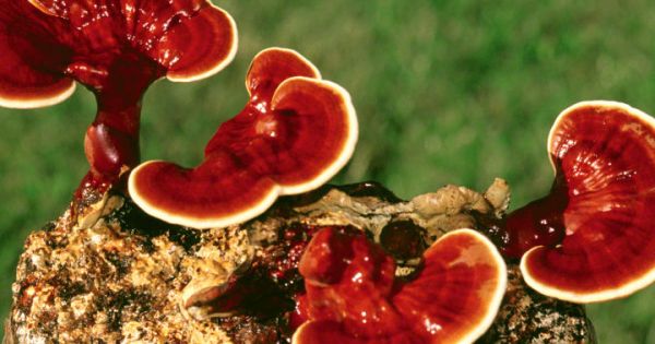 Ölümsüzlük Mantarı - Yemek.com