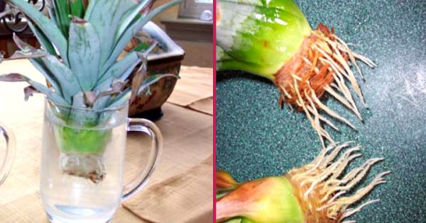 Komşulara Şov Zamanı: Ananas Yapraklarından Salon Bitkisi Yetiştirmece ...