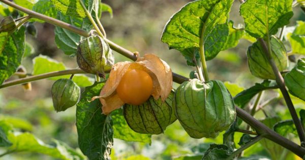 Altın Çilek Nasıl Yetiştirilir: Altın Çilek Bakımı - Yemek.com