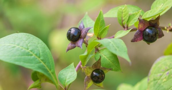 Zehirli Bitkiler Listesi, Zehirli Bitkileri Tanıma Yolları - Yemek.com
