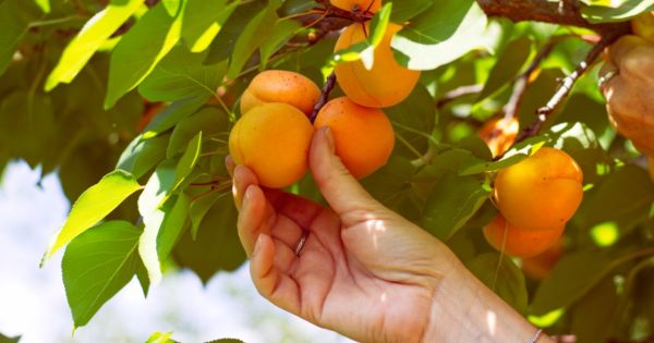 Kayısı Hangi Mevsimde Yetişir? Ne Zaman Ekilir, Hasat Edilir? - Yemek.com