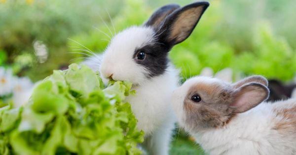 Tavşanlar Ne Yer, Ne ile Beslenir? - Yemek.com
