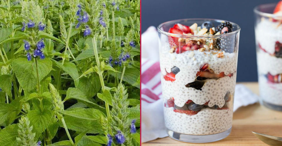 Chia Tohumu (Çiya Tohumu) Nedir, Nasıl Tüketilir, Faydaları Nelerdir ...