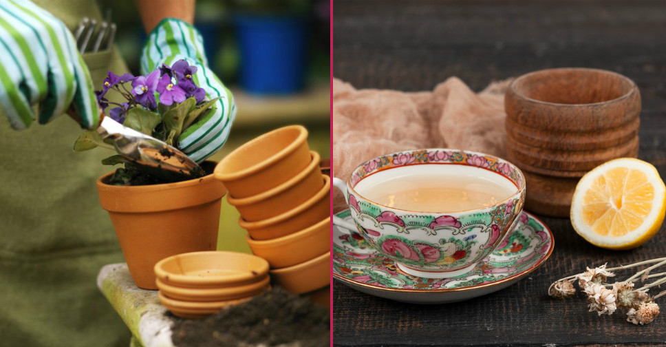 Çuha Çiçeği Bakımı, Faydaları ve Nasıl Kullanılır? - Yemek.com